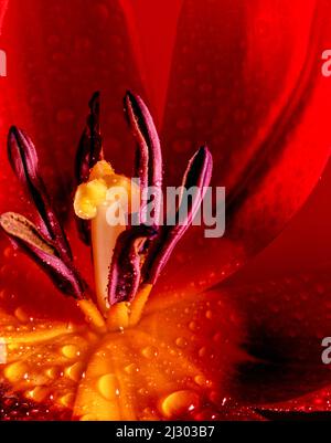 Macro flower portrait of tulip showing reproductive organs Stock Photo ...