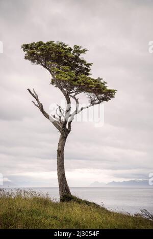 Single tree at San Isidro Lighthouse, Fin de Camino (last stretch of ...