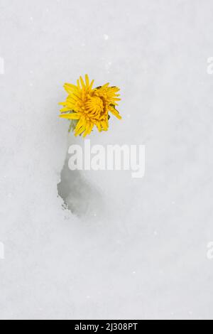 lonely dandelion in snow after a onset of winter Stock Photo - Alamy