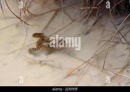 Common Toad sat in a pond looking for a mate during spring mating ...