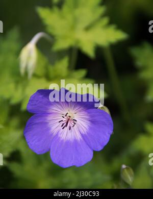 Geranium flowers. These are Geranium 'Rozanne', (purple, centre) and ...