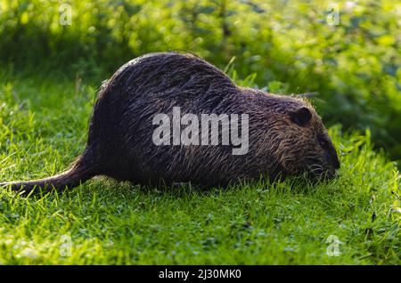 A closeup shot of a wet nutria rodent on the shore of a river Stock ...