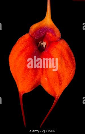 Rare Red Orchid in full bloom Stock Photo - Alamy