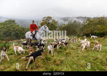Fox hunt and pack, England, UK Stock Photo - Alamy