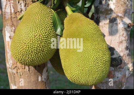 Jackfruit on a jackfruit tree in Sri Lanka Stock Photo - Alamy