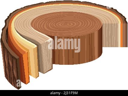 Anatomy of tree trunk illustration Stock Vector Image & Art - Alamy