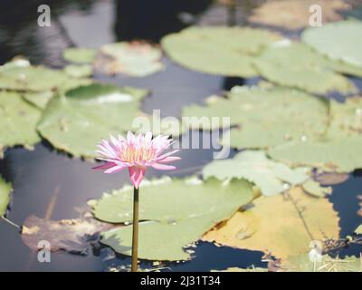 Lotus flower on the water surface and dark green watery leaves Stock ...