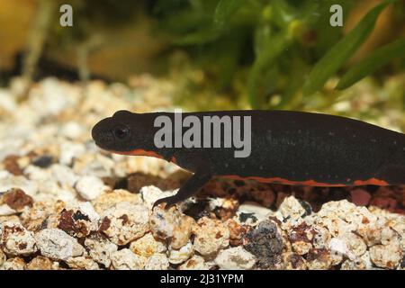 CYNOPS ORIENTALIS CHINESE FIRE BELLIED NEWT Stock Photo - Alamy