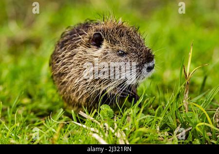 A closeup shot of a cute Nutria on the grass Stock Photo - Alamy