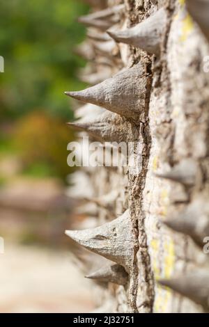 Ceiba insignis, macro detail of the spikes of the spiny tropical forest ...