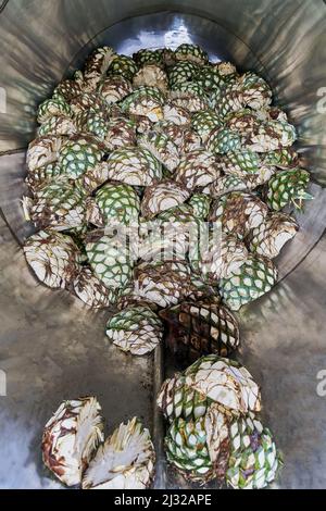 Pineapple agave already cut and ready to be cooked inside the oven ...