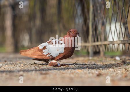 Little beautiful bird pigeon. The pigeon teeth grains on the road Stock ...
