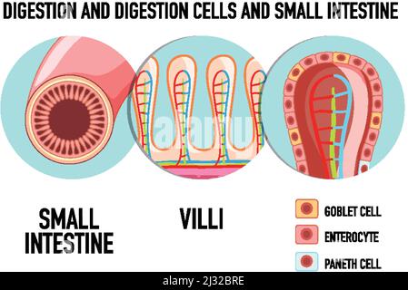 Diagram showing small intestine and digestion cell illustration Stock ...