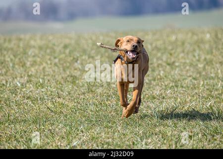 brown labrador retriever running on a field with stick in his mouth ...