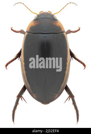 Diving beetle (Hydaticus seminiger Stock Photo - Alamy
