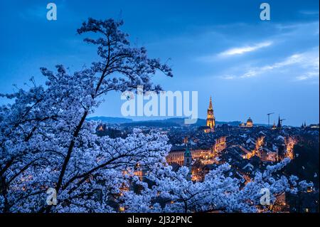 view from Rosengarten over the historic center of Bern during cherry ...