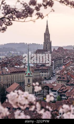 Berner Münster in the oldtown of Bern during cherry blossom Stock Photo ...