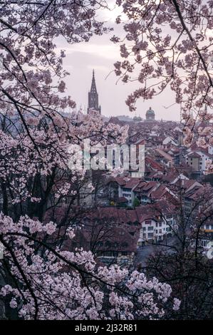 Berner Münster and oldtown framed by flowering cherry blossom trees ...