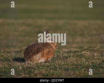 Islay is full of brown hares on the grassland and adjoining moorland ...