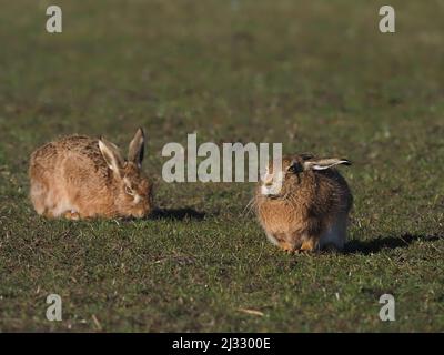 Islay is full of brown hares on the grassland and adjoining moorland ...