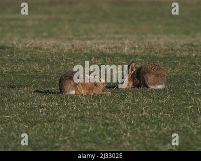 Islay is full of brown hares on the grassland and adjoining moorland ...