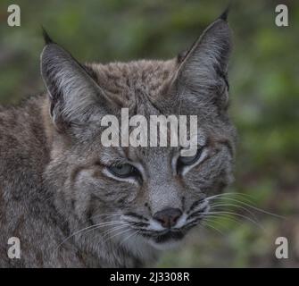 The Bobcat (Lynx rufus), also known as the red lynx, is one of the four ...