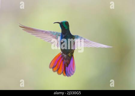 Green Breasted Mango Hummingbird in flight backlit Anthracothorax ...