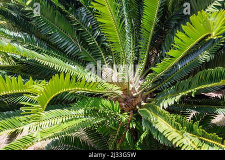 Modjadji Palm, Encefalartos, Encephalartos transvenosus, Rain Queen ...