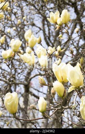 Yellow flowering magnolia 'Elizabeth' tree Stock Photo - Alamy