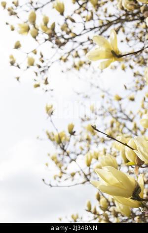 Yellow flowering magnolia 'Elizabeth' tree Stock Photo - Alamy