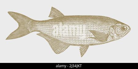 Mooneye, hiodon tergisus, a freshwater fish, endemic to eastern north ...