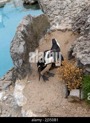 Magdalena Peninsula, Santander, Spain two penguins Stock Photo - Alamy