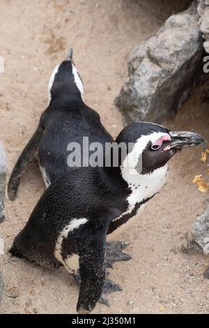 Magdalena Peninsula, Santander, Spain two penguins Stock Photo - Alamy