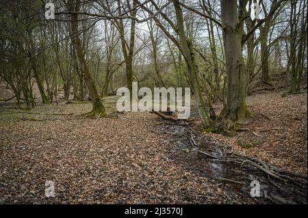 The natural beauties of Slovakia's forests Stock Photo - Alamy
