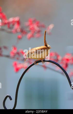 Cute Carolina Wren bird on a wood Stock Photo - Alamy