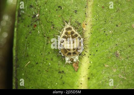 Steelblue Ladybeetle nymph (Halmus chalybeus Stock Photo - Alamy
