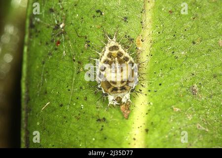 Steelblue Ladybeetle nymph (Halmus chalybeus Stock Photo - Alamy