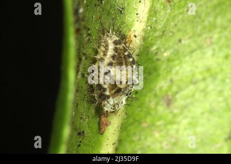 Steelblue Ladybeetle nymph (Halmus chalybeus Stock Photo - Alamy