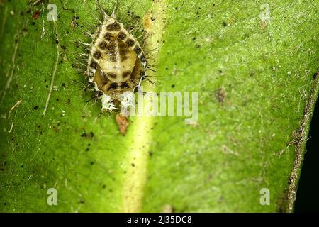 Steelblue Ladybeetle nymph (Halmus chalybeus Stock Photo - Alamy