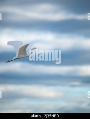 The great white egrets flying over the river water Stock Photo - Alamy