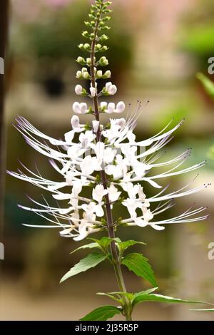 Cat whiskers white flower,Orthosiphon stamineus herb flower, also known ...