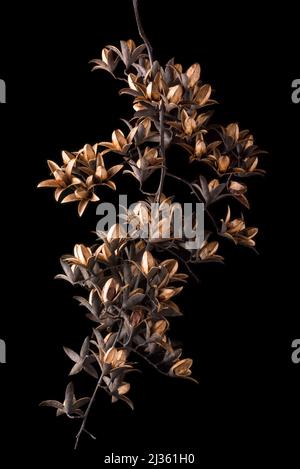 Chinese Toon Tree Stock Photo - Alamy