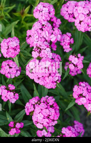 Beautiful bright pink flowers of Turkish carnation in the summer garden ...