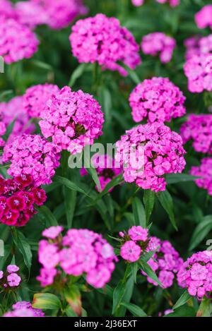 Beautiful bright pink flowers of Turkish carnation in the summer garden ...