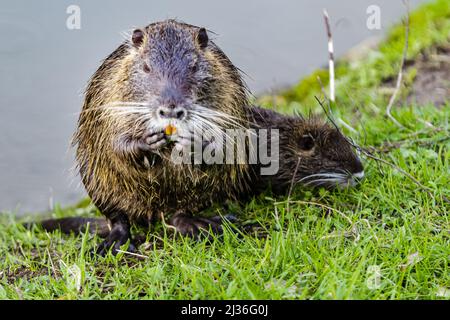 A closeup shot of wild Nutria on the ground near a river in Lousiana ...