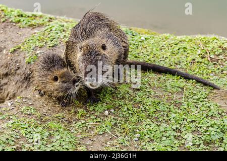 A closeup shot of wild Nutria on the ground near a river in Lousiana ...