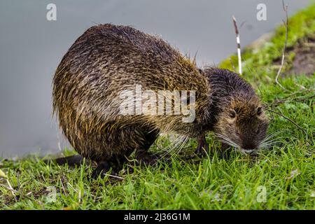 A closeup shot of wild Nutria on the ground near a river in Lousiana ...