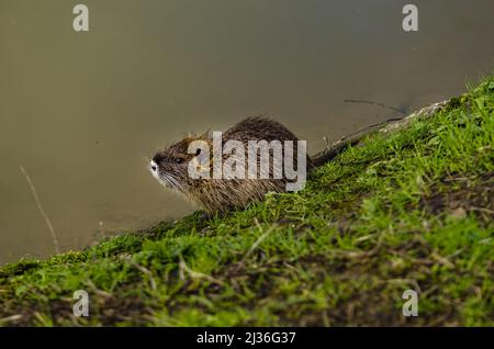 A closeup shot of wild Nutria on the ground near a river in Lousiana ...