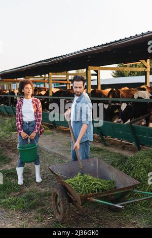 young farmer loading hay into wheelbarrow while working near cowshed ...