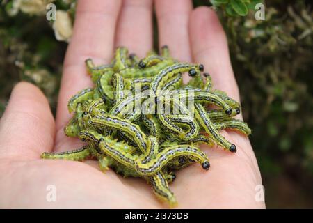 box tree moth in front of box leaves Stock Photo - Alamy